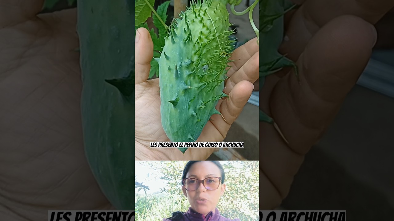 Receta De Guiso De Carne Con Pepino | Tesoro Para Tu Coci...